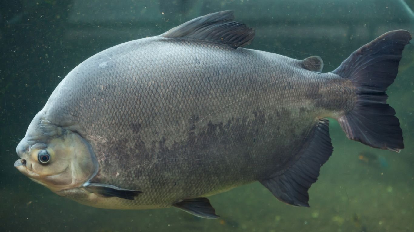 Fishing in the Amazon River: Diversity of Fish Species - Amazonas Fishing
