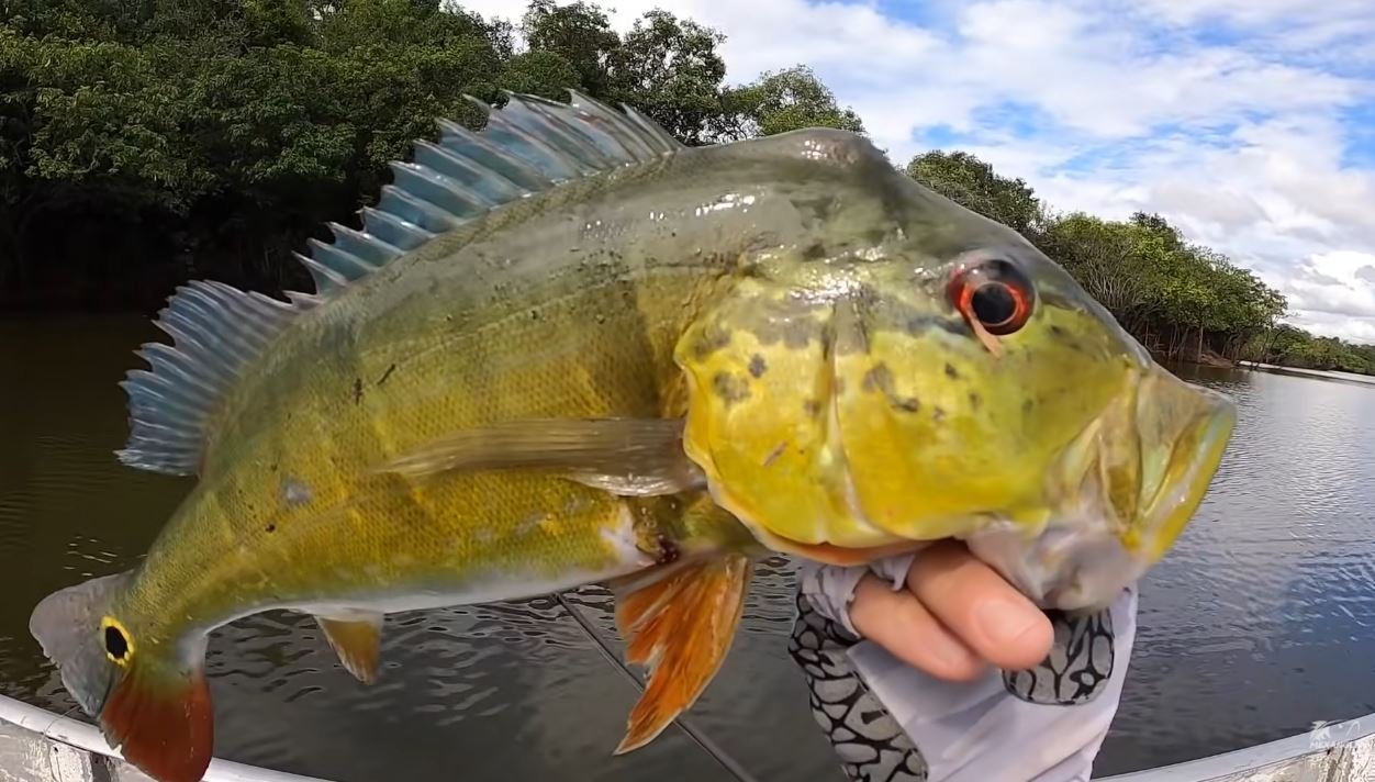 Pesca Deportiva del Tucunaré en Perú - Amazonas Fishing