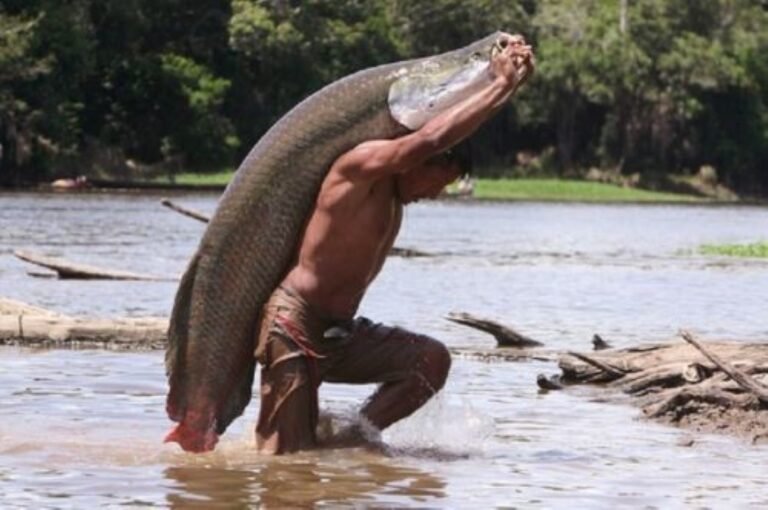 The Paiche in the Amazon Basin: The Giant that Breathes Air - Amazonas ...