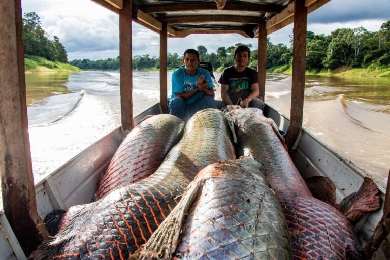 The Paiche in the Amazon Basin: The Giant that Breathes Air - Amazonas ...