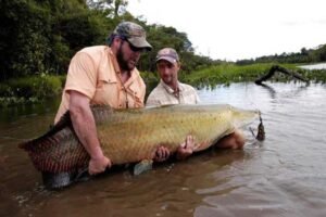 The Arapaima: The Prehistoric Fish That Inhabits the Amazon - Amazonas ...